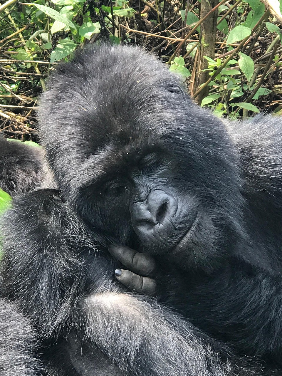 Gorilla Gorilla-Trekking Ruanda - Kostenloses Foto auf Pixabay - Pixabay