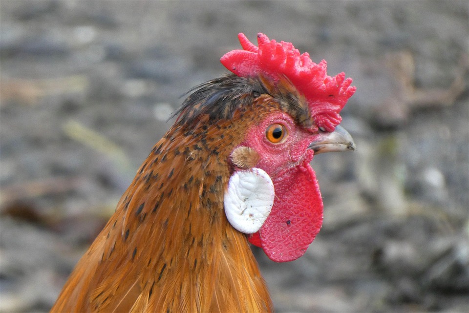Chicken Bird Poultry Farm - Free photo on Pixabay