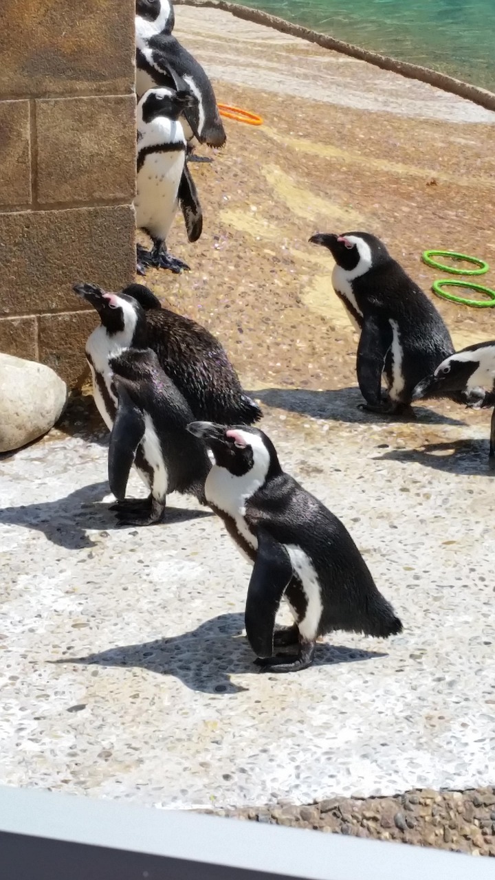 Penguin'S Outside Water - Free photo on Pixabay - Pixabay