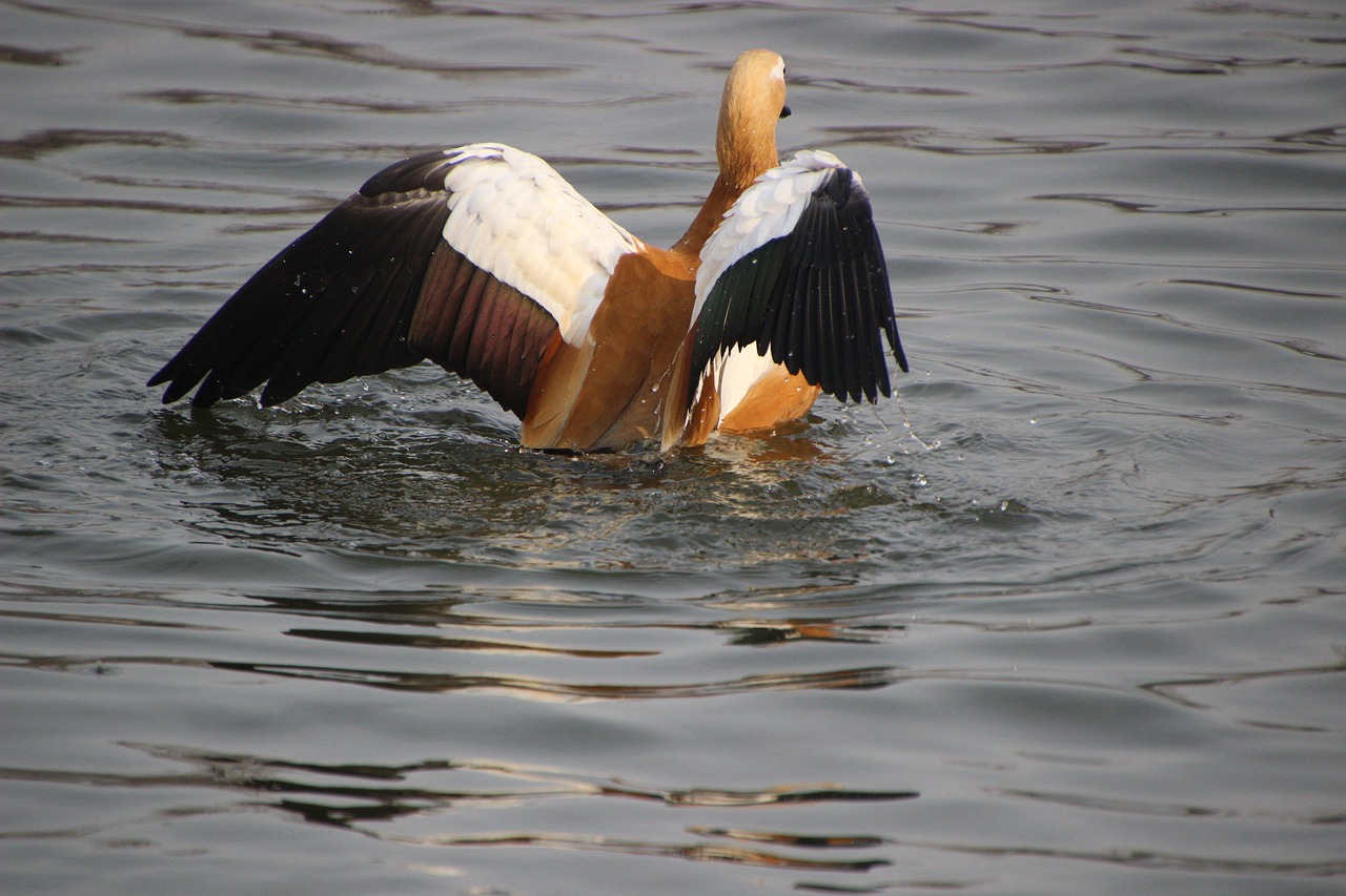 Bebek Ruddy Shelduck Burung - Foto gratis di Pixabay - Pixabay