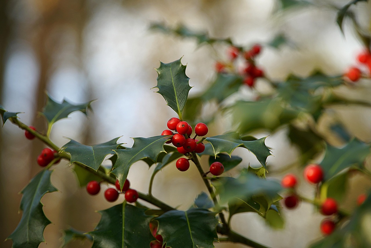 Ilex Forest Holly - Free photo on Pixabay