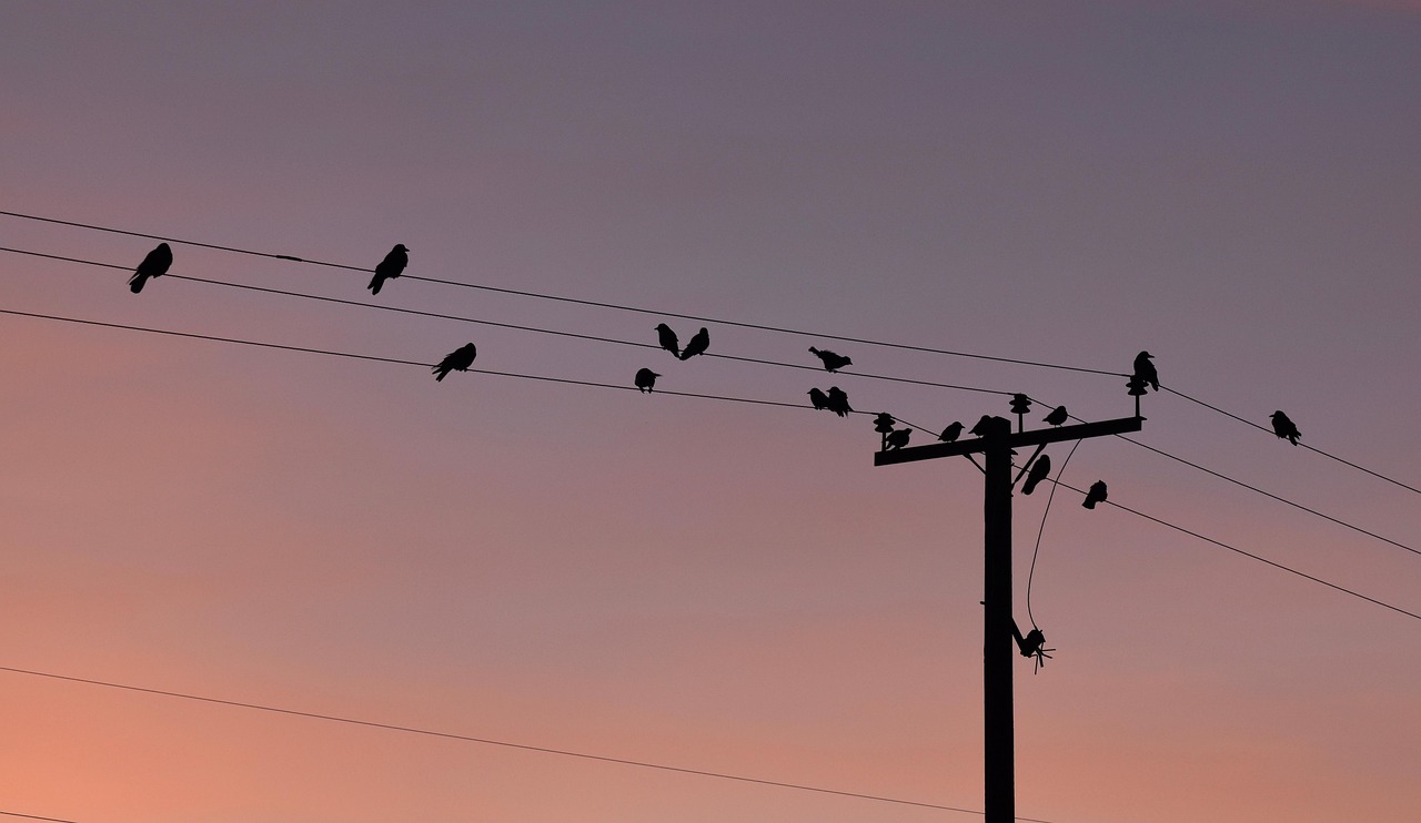100+ Free Telegraph & Telegraph Pole Images - Pixabay