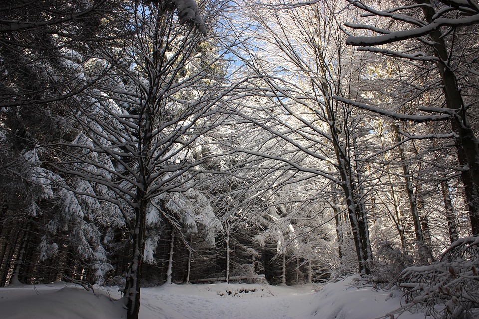Winter Schnee Wald Großer - Kostenloses Foto auf Pixabay - Pixabay