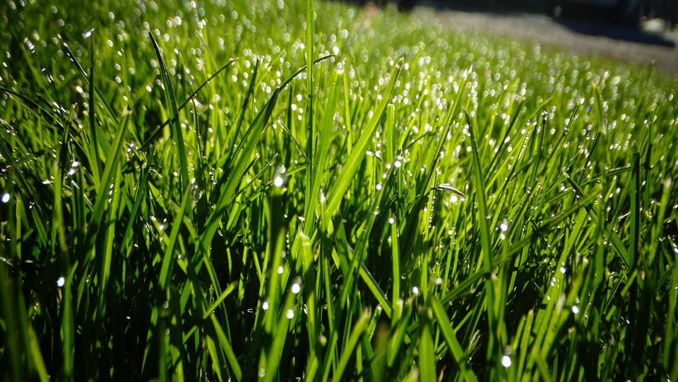 Grass Drip Green - Free photo on Pixabay - Pixabay