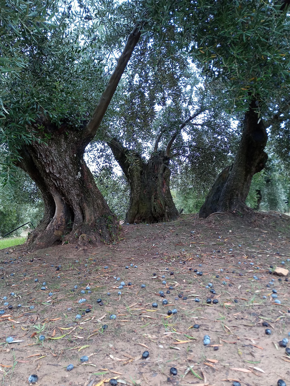 Olivo Tronco - Foto gratis en Pixabay - Pixabay