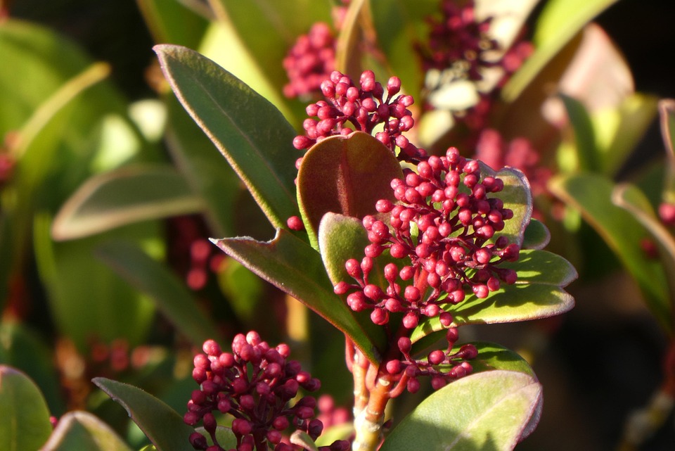 Bush Shrub Skimmia - Free photo on Pixabay - Pixabay