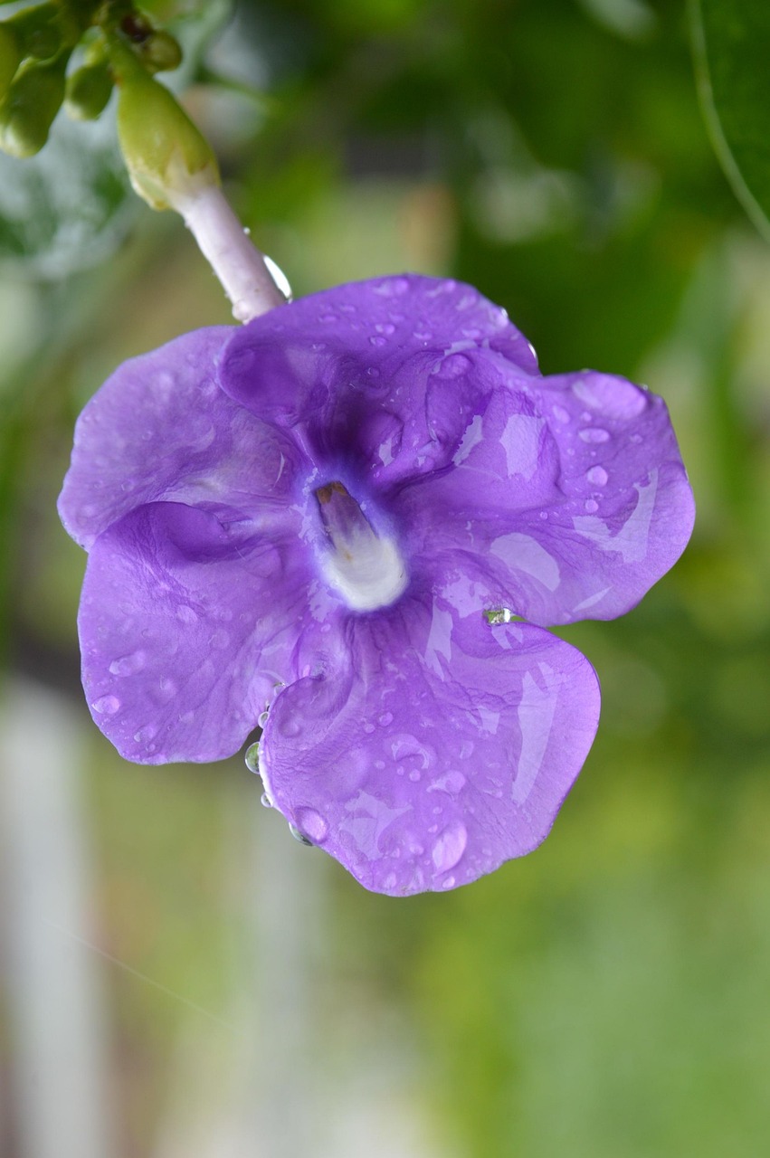 Purple Flowers Nature - Free photo on Pixabay - Pixabay