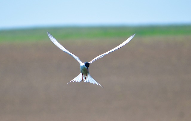 Common Sand Martin Bird Flying - Free photo on Pixabay