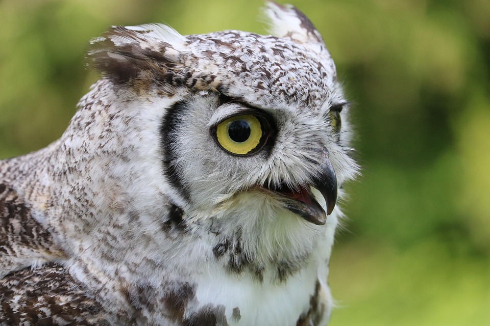 Owl Bird Uhu - Free photo on Pixabay - Pixabay