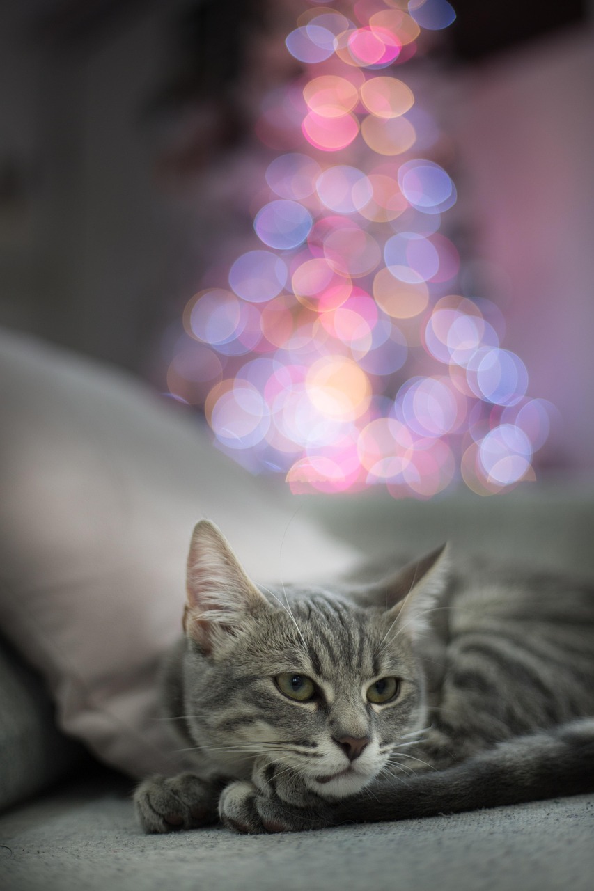 Gato Atigrado Gris - Foto gratis en Pixabay - Pixabay