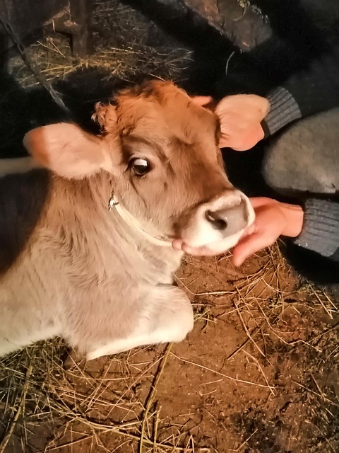 Petite Vache Content - Photo gratuite sur Pixabay - Pixabay