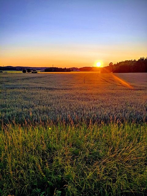 Sonnenuntergang Wiese Feld - Kostenloses Foto auf Pixabay - Pixabay