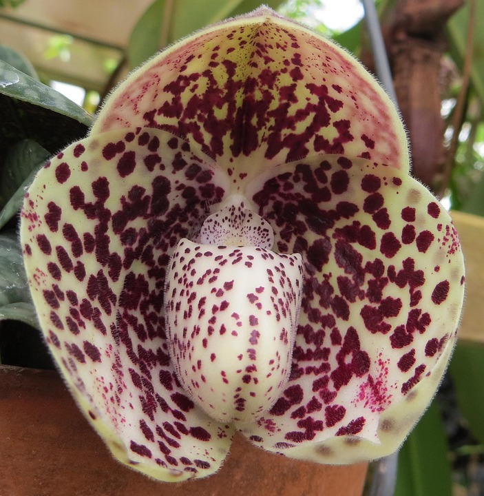Orchidea Fiore Macchie - Foto gratis su Pixabay