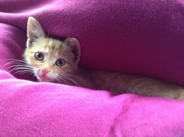 Kitten Little Cute Free Photo On Pixabay Pixabay 8600