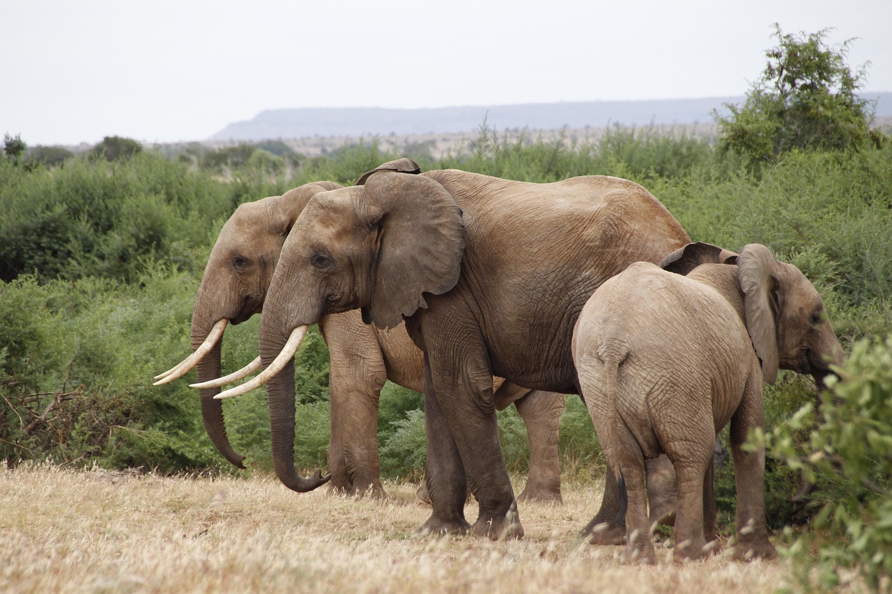 Tsavo Elefantes África - Foto gratuita no Pixabay - Pixabay
