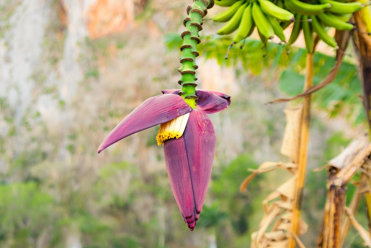 Banana Flower Blossom Bloom - Free photo on Pixabay
