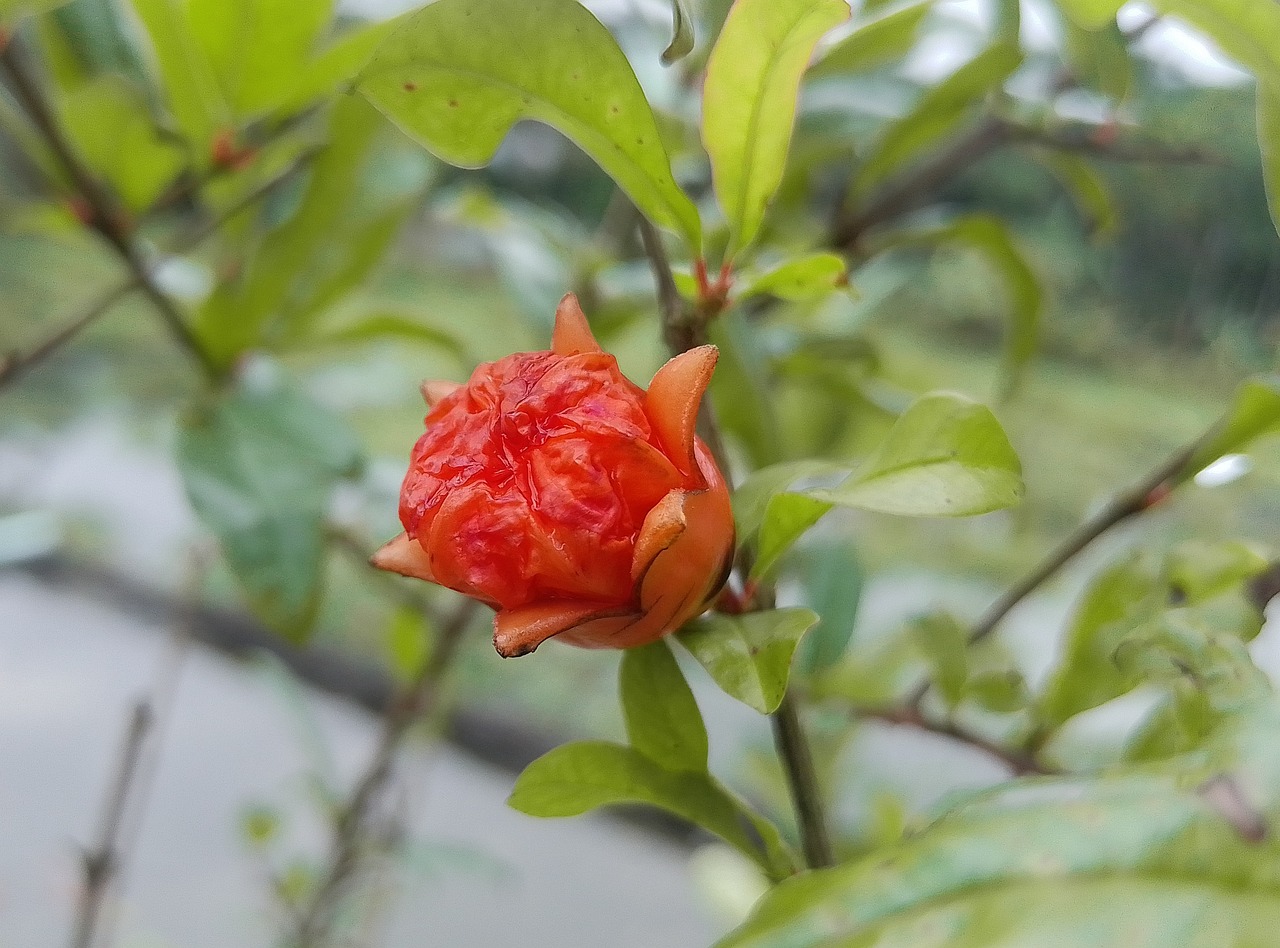 Pomegranate Flower Natural Shohel - Free photo on Pixabay - Pixabay