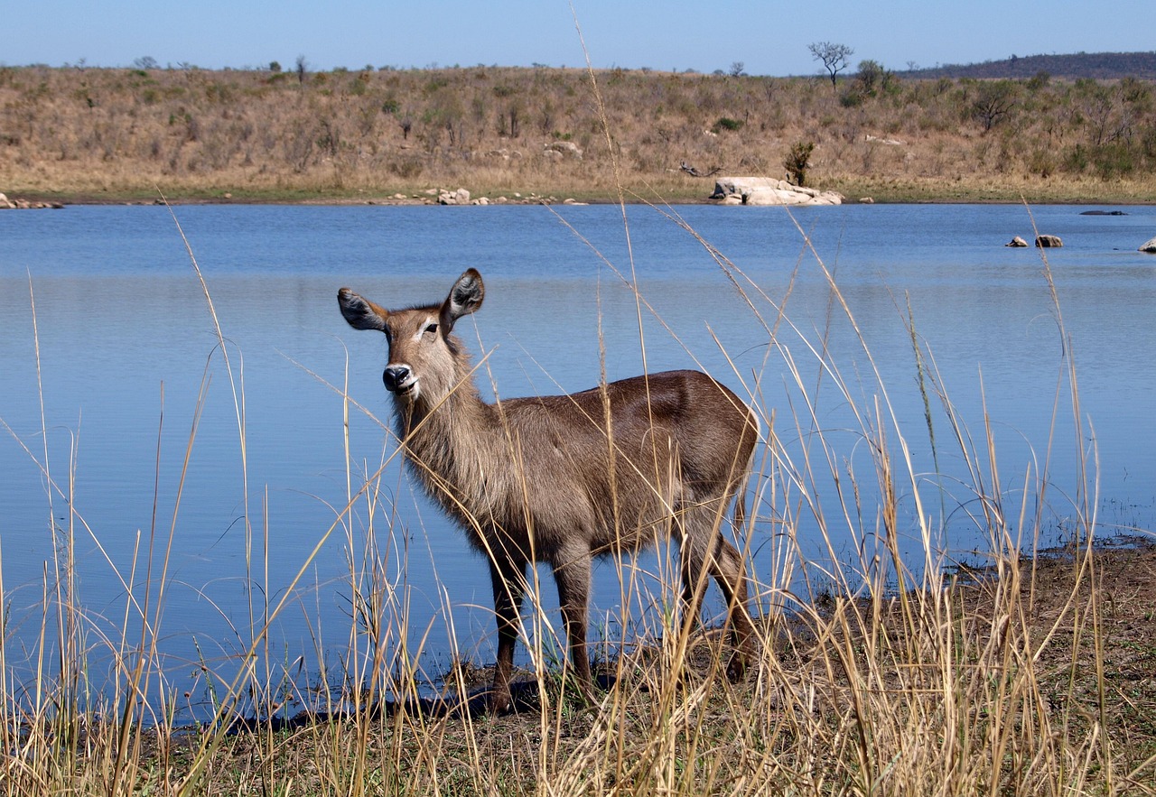 Waterbuck Animal Safari - Free photo on Pixabay
