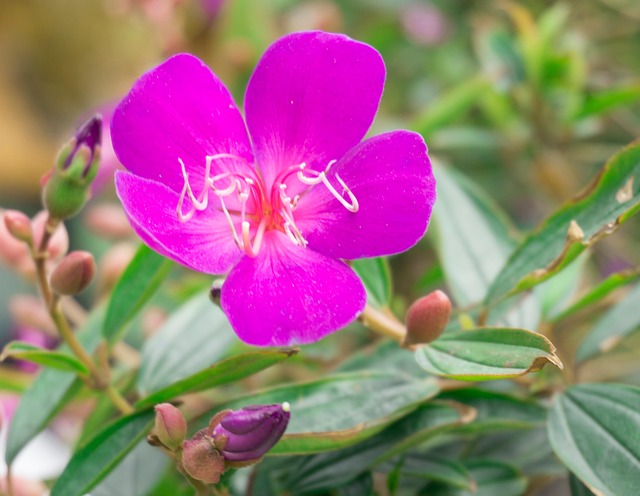 Flor Sim United Comprar - Foto gratuita no Pixabay