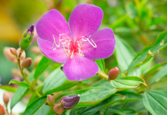 Flower Sim United Buy - Free photo on Pixabay - Pixabay