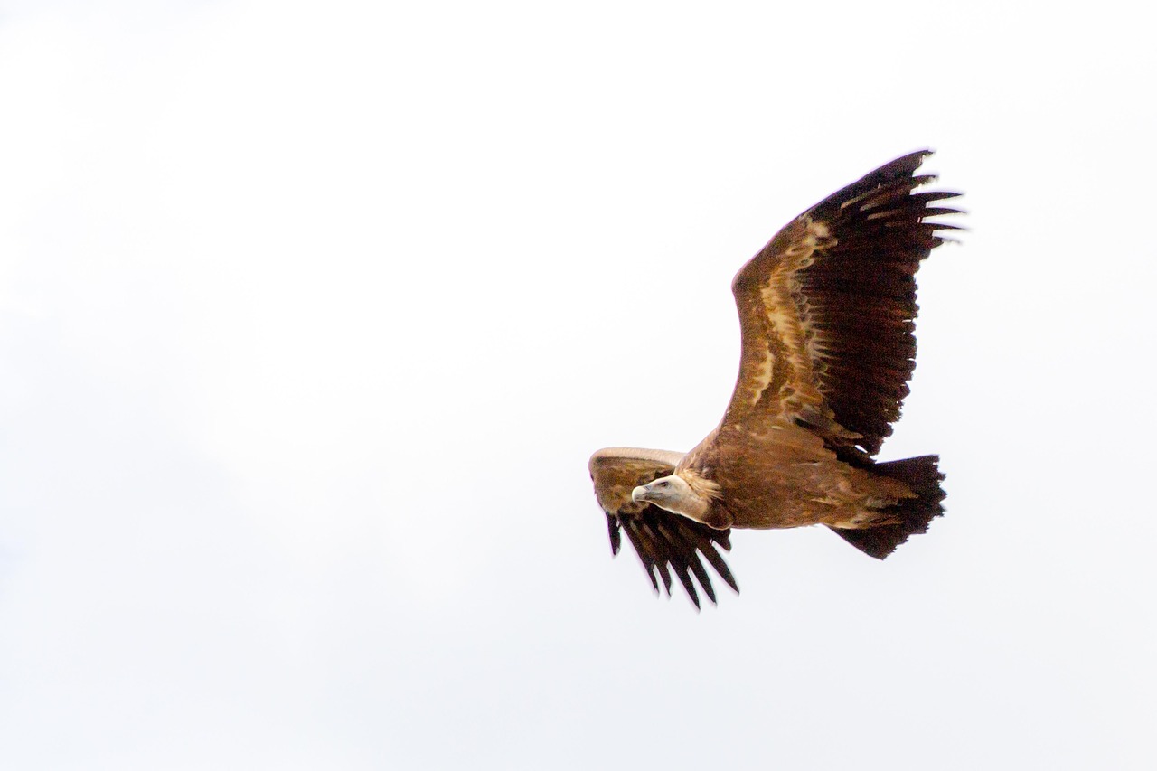 Vulture Bird Darling - Free photo on Pixabay - Pixabay