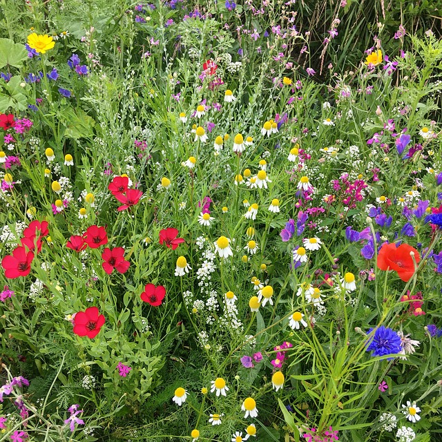 Wiese Blumen - Kostenloses Foto auf Pixabay - Pixabay