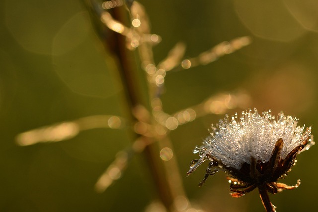 Dew Thistle Flower Morning - Free photo on Pixabay - Pixabay