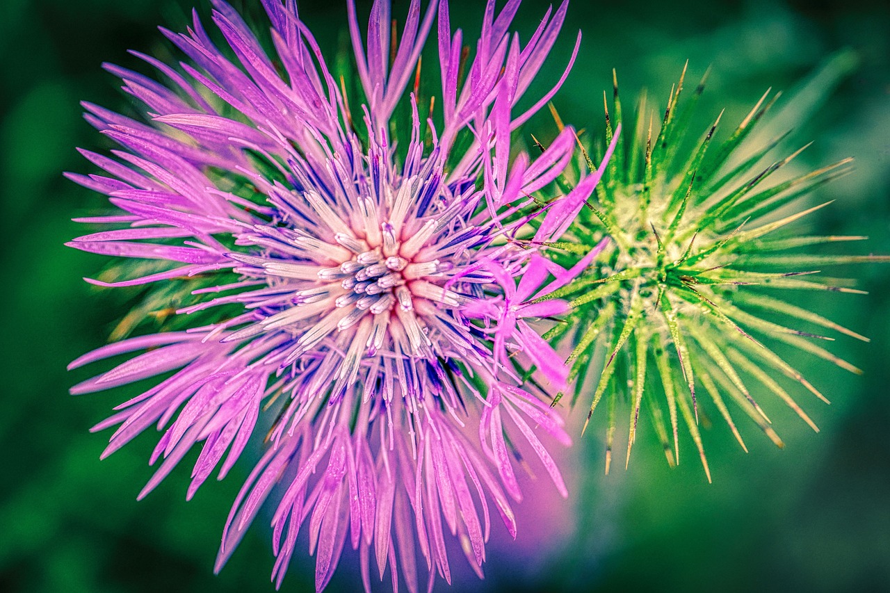 Más de 20 fotos de Cardo Mariano y Naturaleza gratis - Pixabay
