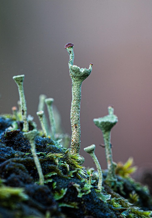 Cladonia Fimbriata Lichen Mousse - Photo gratuite sur Pixabay - Pixabay