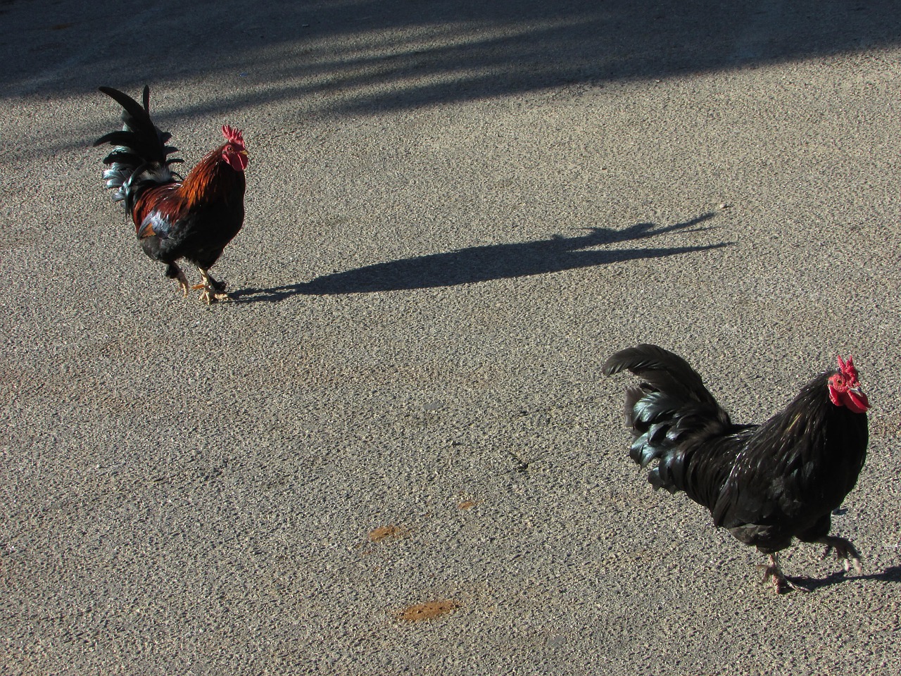 Chickens Roosters Poultry Free Photo On Pixabay Pixabay
