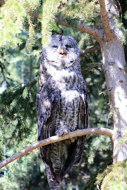Hibou Rapace Oiseau De Proie - Photo gratuite sur Pixabay - Pixabay