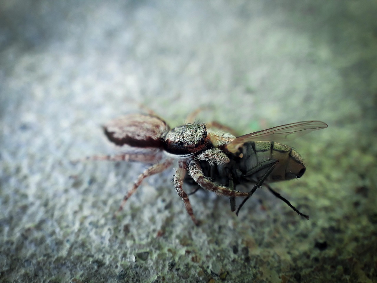 Jumping Spider Animal - Free photo on Pixabay - Pixabay
