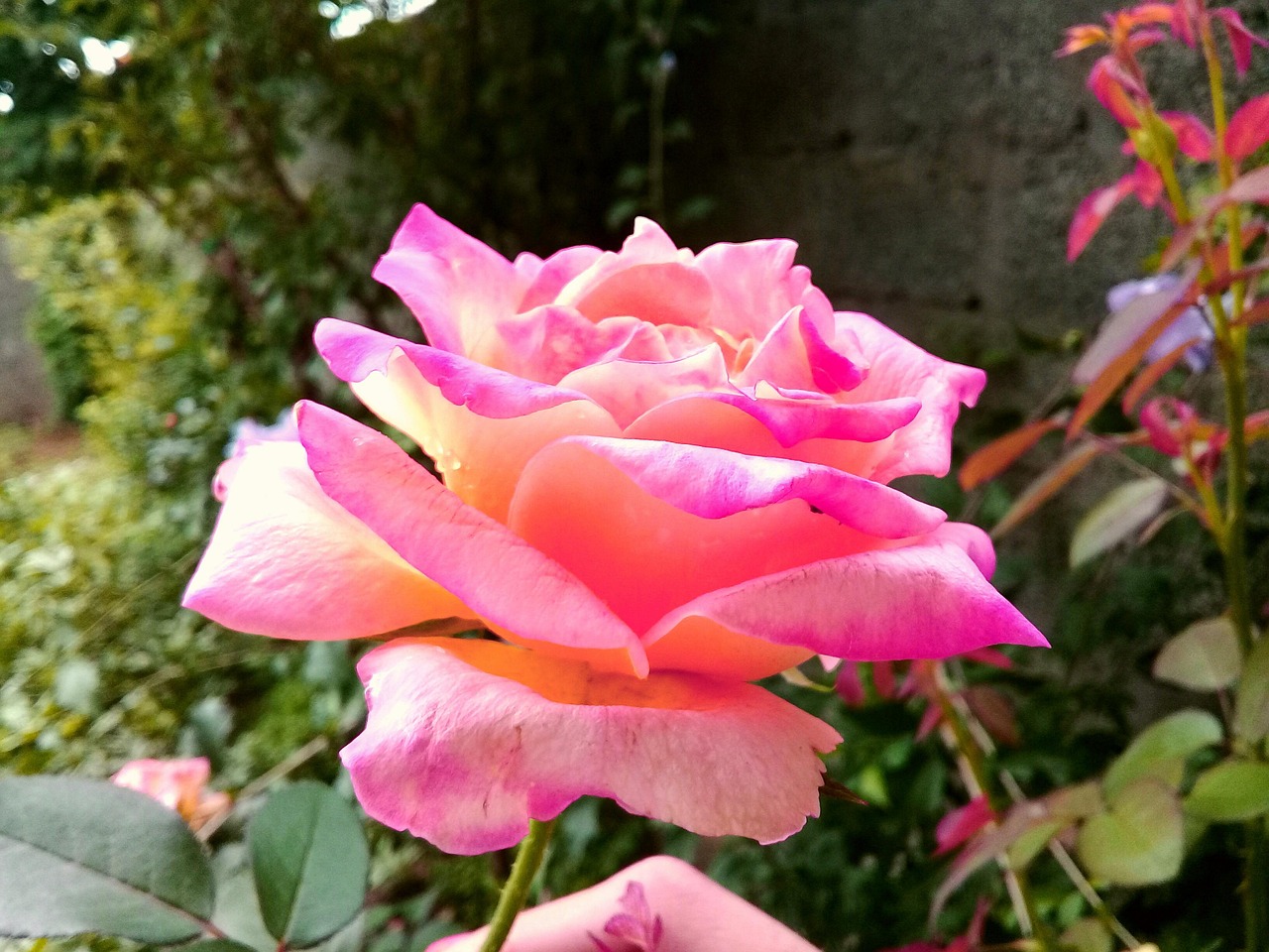 Rose Blume Blüte - Kostenloses Foto auf Pixabay - Pixabay