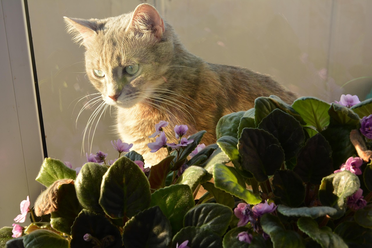 Katze Haus Tiere - Kostenloses Foto auf Pixabay - Pixabay