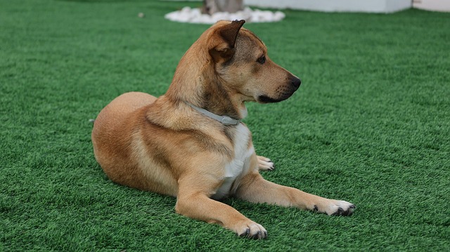Cachorro Filhote De Bicho - Foto gratuita no Pixabay