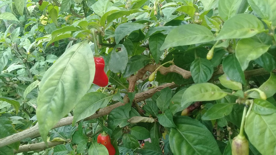Pimenta Vermelho Vegetal - Foto gratuita no Pixabay - Pixabay