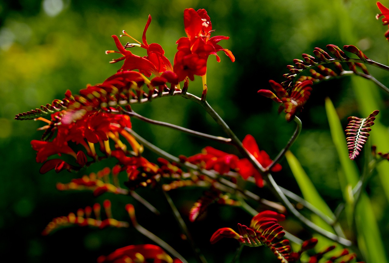 Bunga Bunga Mekar Taman Butchart Foto Gratis Di Pixabay Pixabay