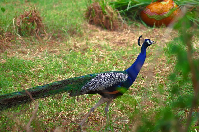 Peacock Indian Forest - Free photo on Pixabay