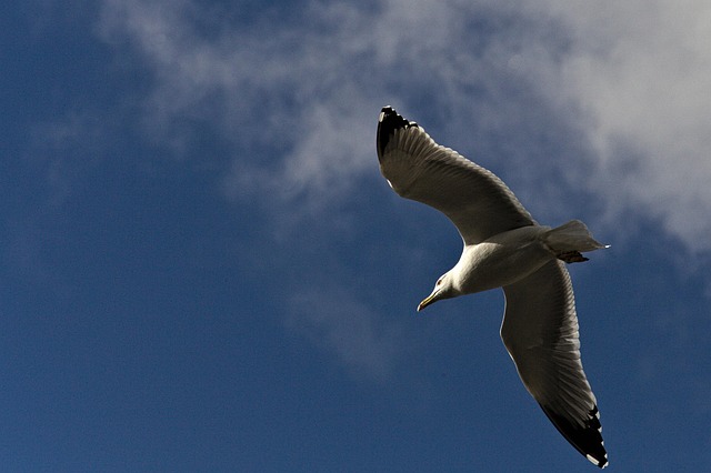 Mouette Liberté Vol - Photo gratuite sur Pixabay - Pixabay