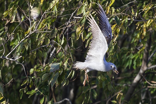 Seagull Flying Trees - Free photo on Pixabay