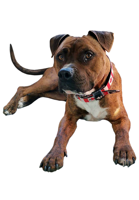 Pagina 43 - 9.000+ gratis Hond- en Dier-illustraties - Pixabay