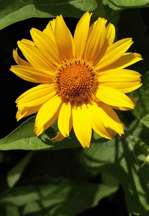 Flower Petals Yellow - Free photo on Pixabay - Pixabay