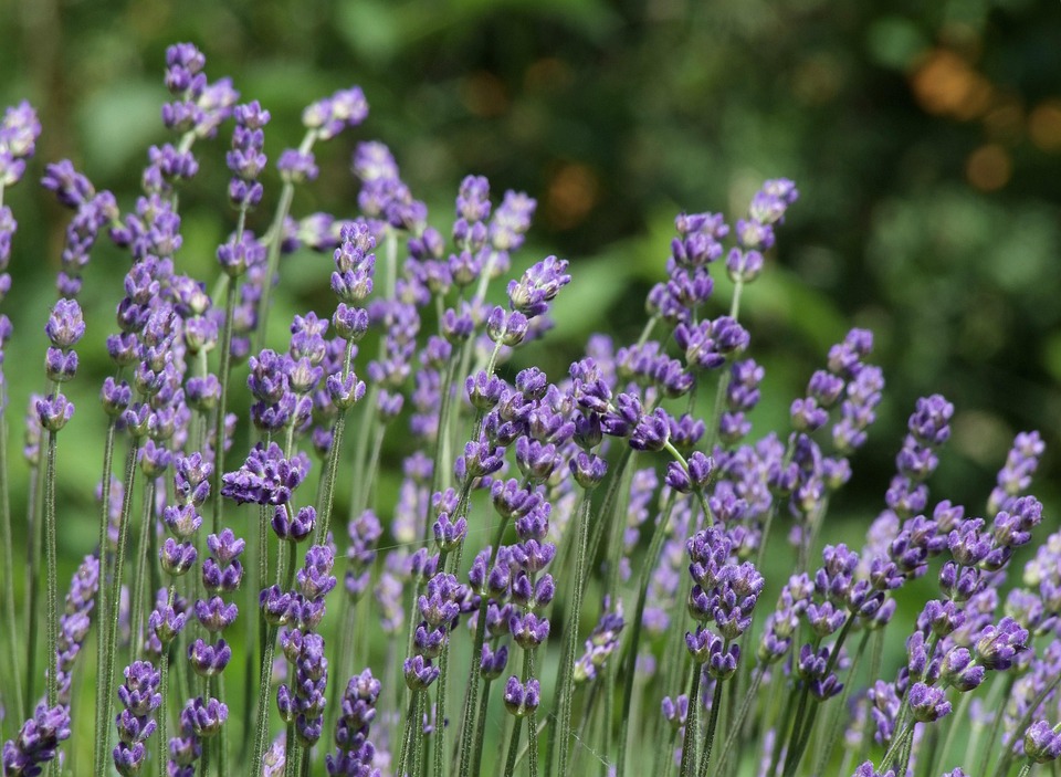 Lavenders Flowers Purple - Free photo on Pixabay