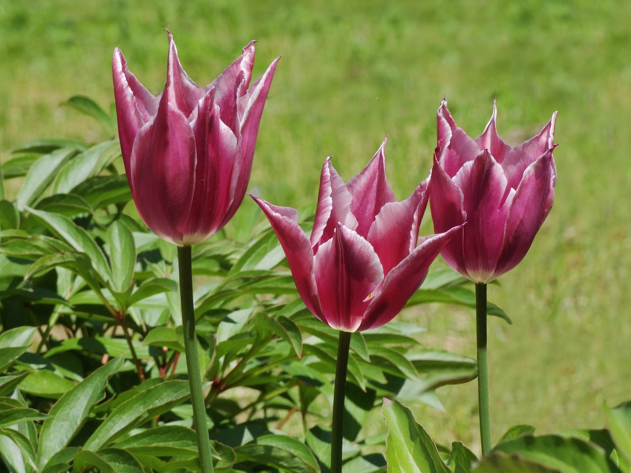 20+ Free Burgundy Tulips & Burgundy Images - Pixabay