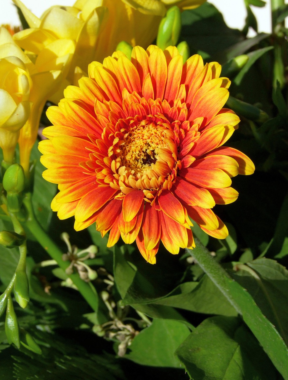 Margarida Totalmente Florida Flor - Foto gratuita no Pixabay - Pixabay