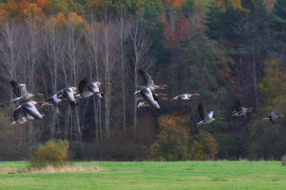 Birds Geese Flock Of - Free photo on Pixabay - Pixabay
