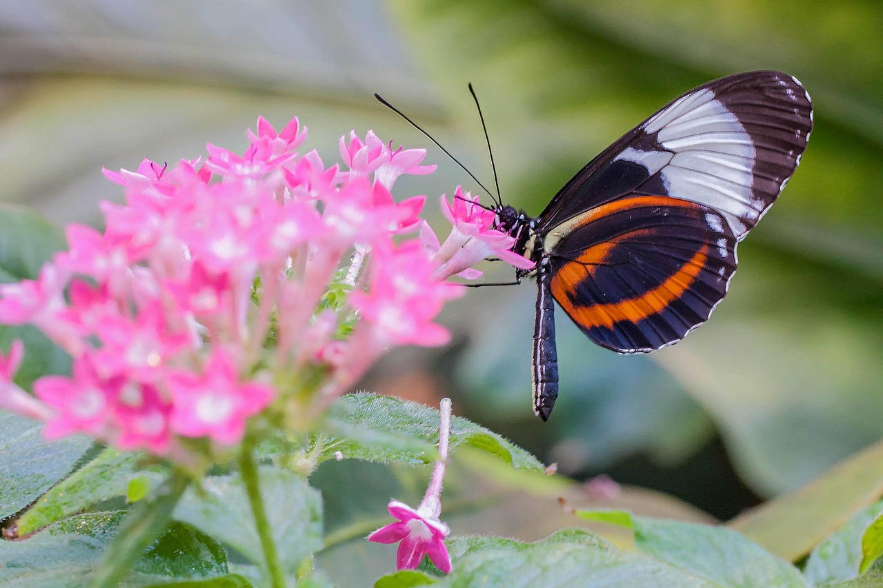 1,000+ Free Pink Butterfly & Butterfly Images - Pixabay