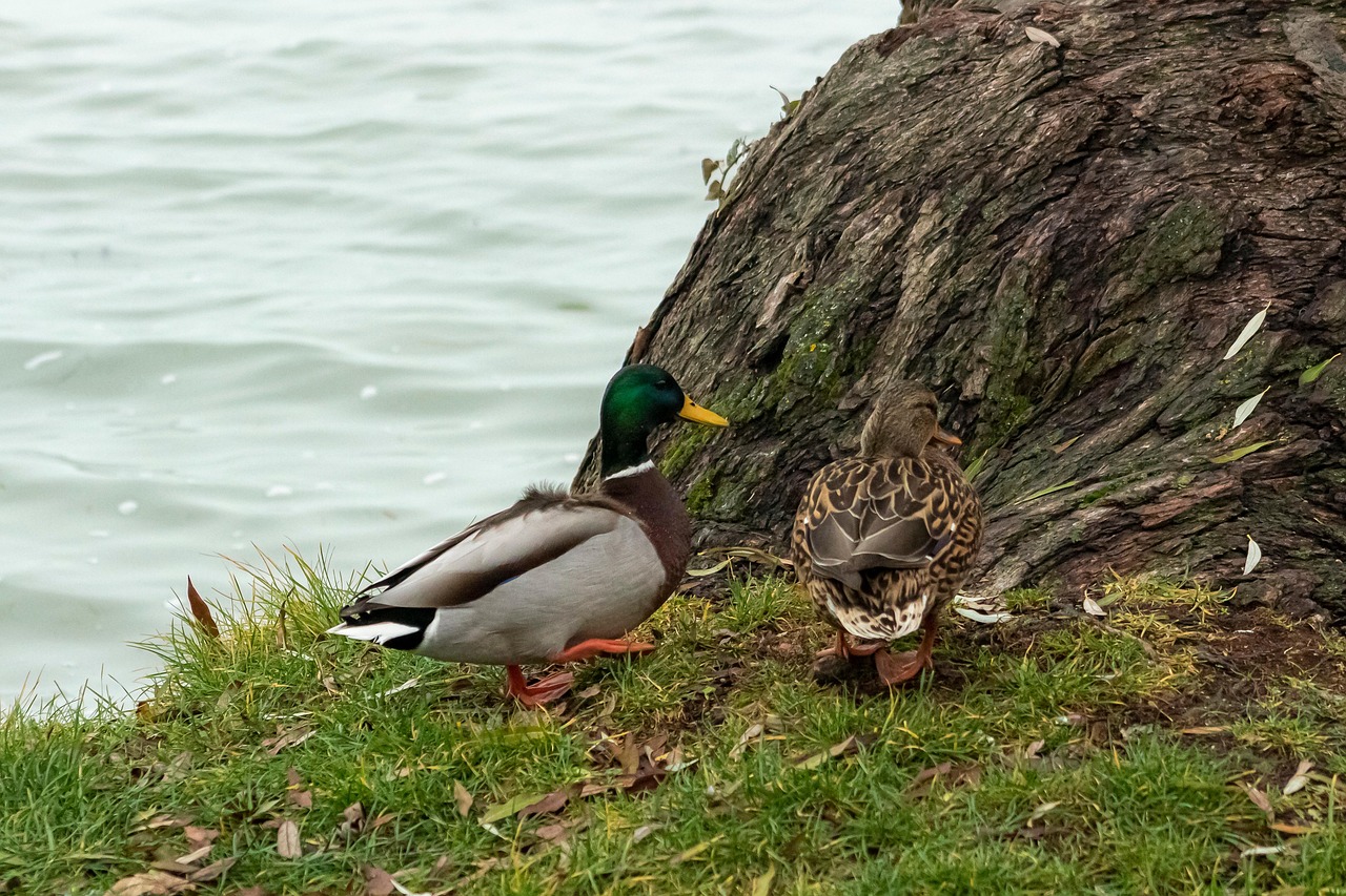 Canards Colverts Lac Des - Photo gratuite sur Pixabay - Pixabay