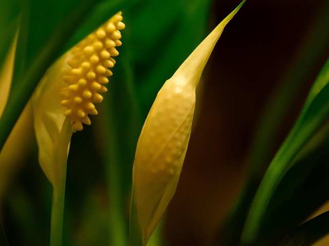 Arôme Fleur Bourgeon Plante - Photo gratuite sur Pixabay - Pixabay