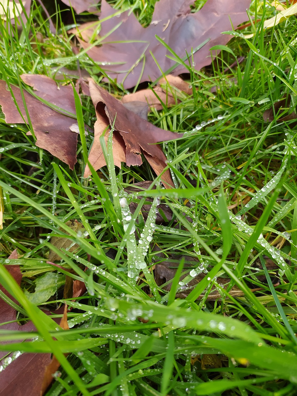 Herb Dew - Free photo on Pixabay - Pixabay